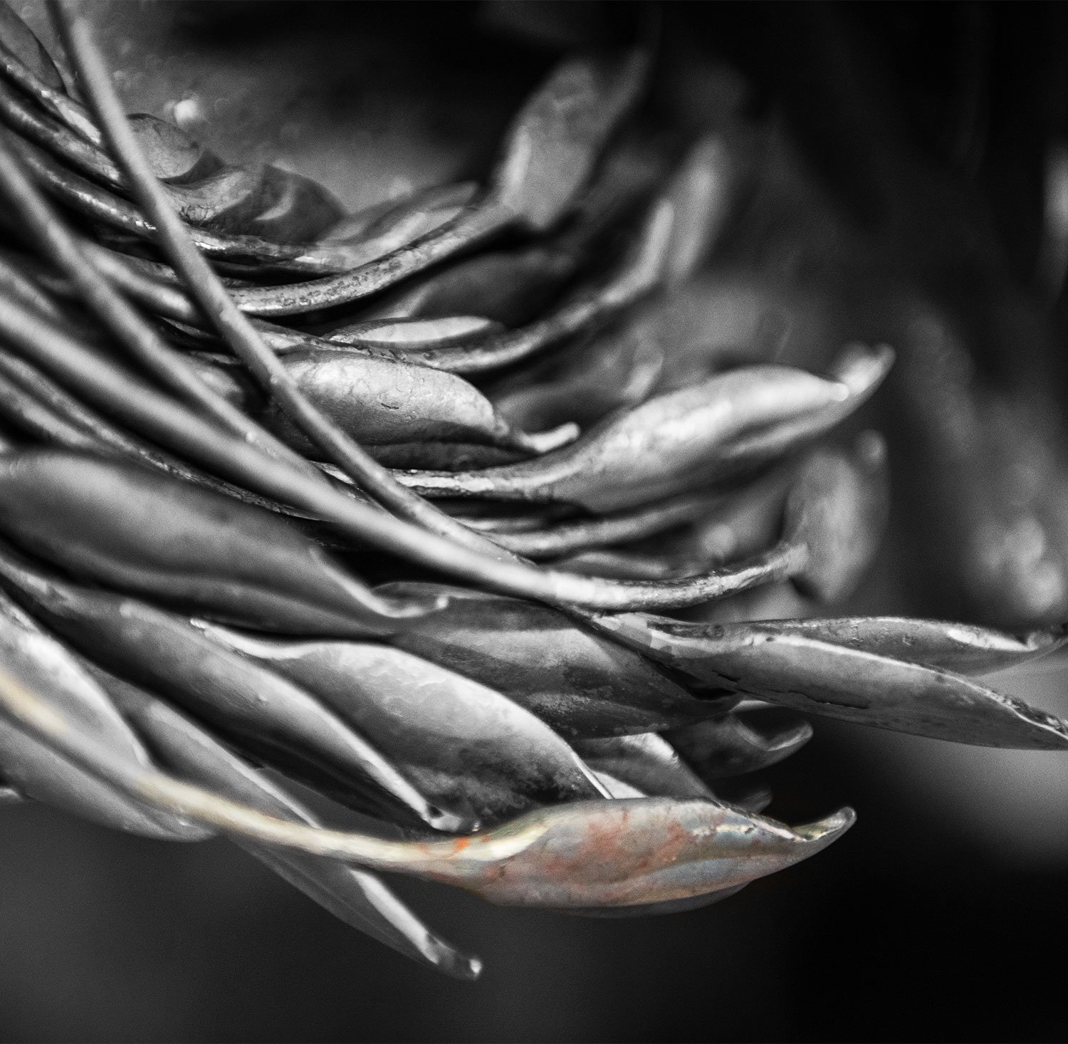 Leaf